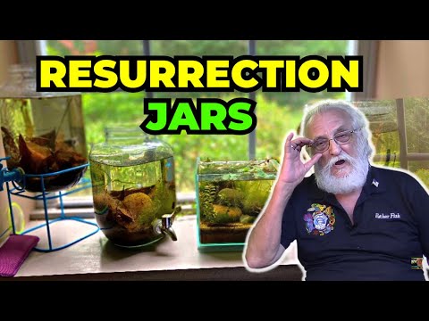 Aquariums: What is a Resurrection Jar? How does it Feed my Aquarium ...