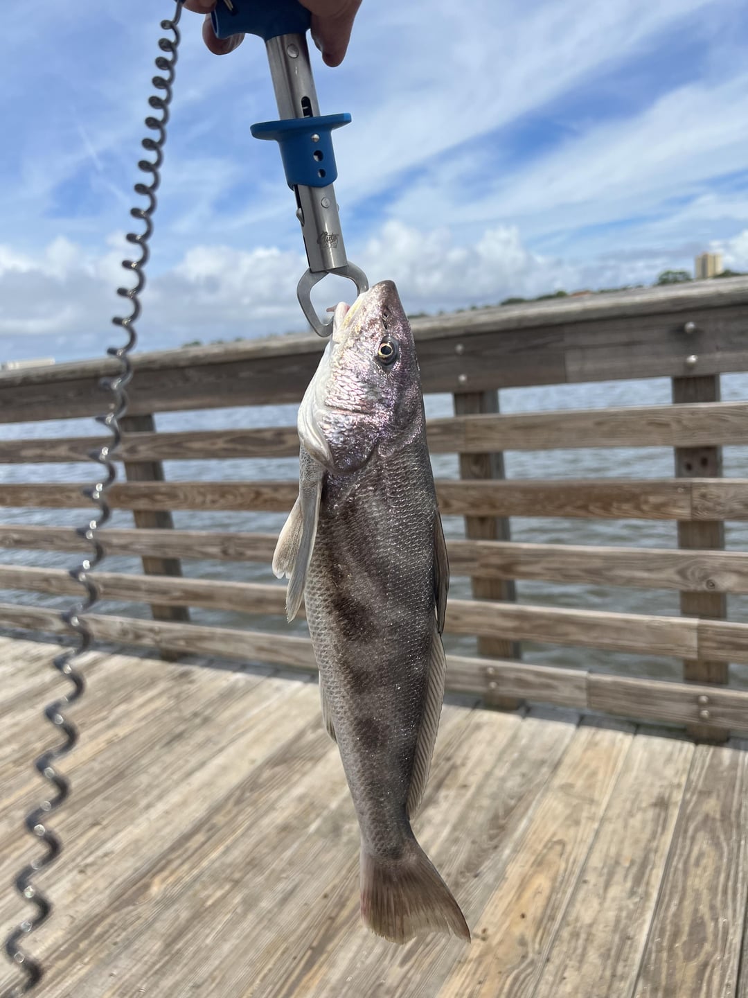 Inshore Fish Identification - Flake Food