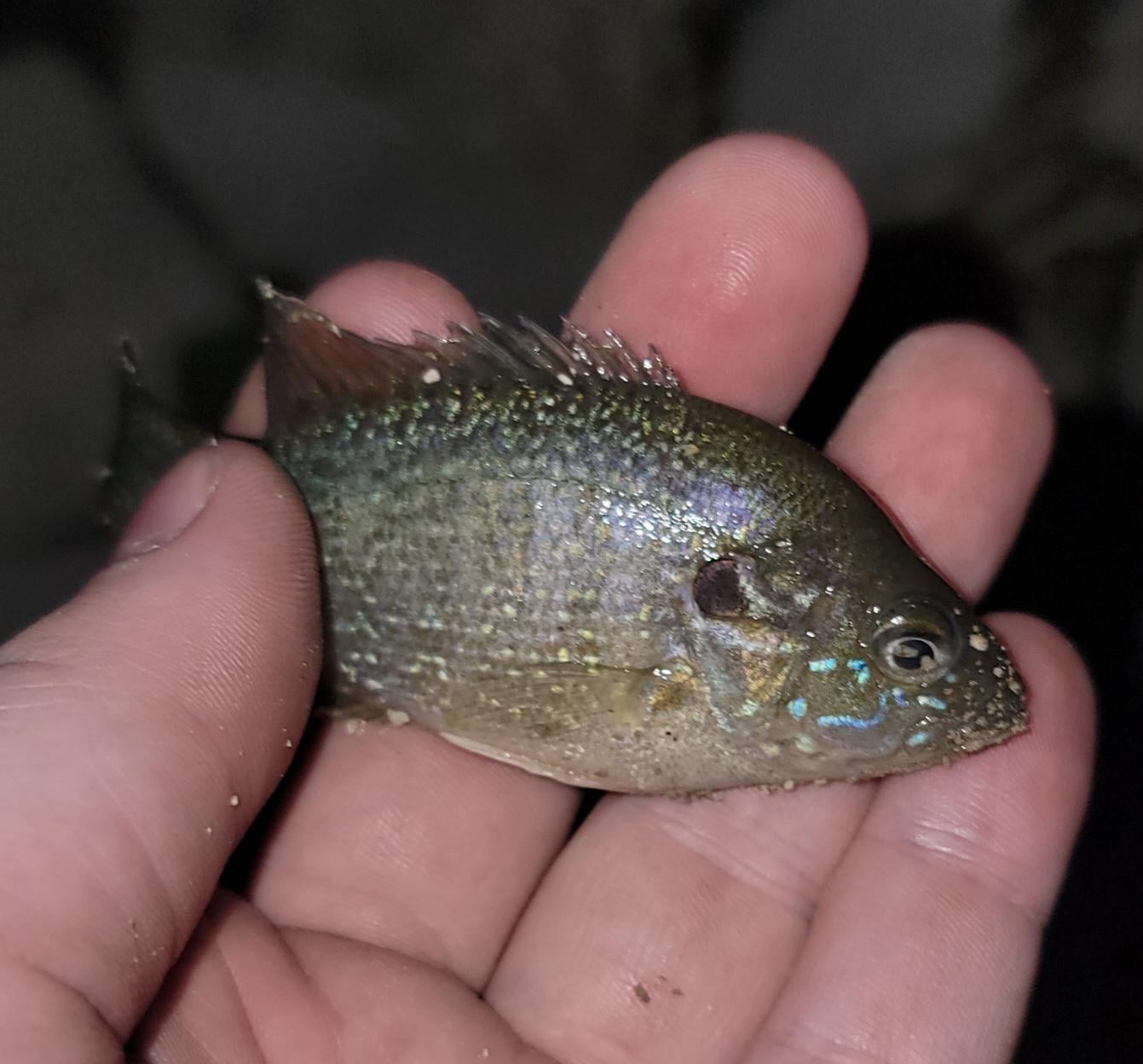 Is this a bluegill or a green sunfish? - Flake Food