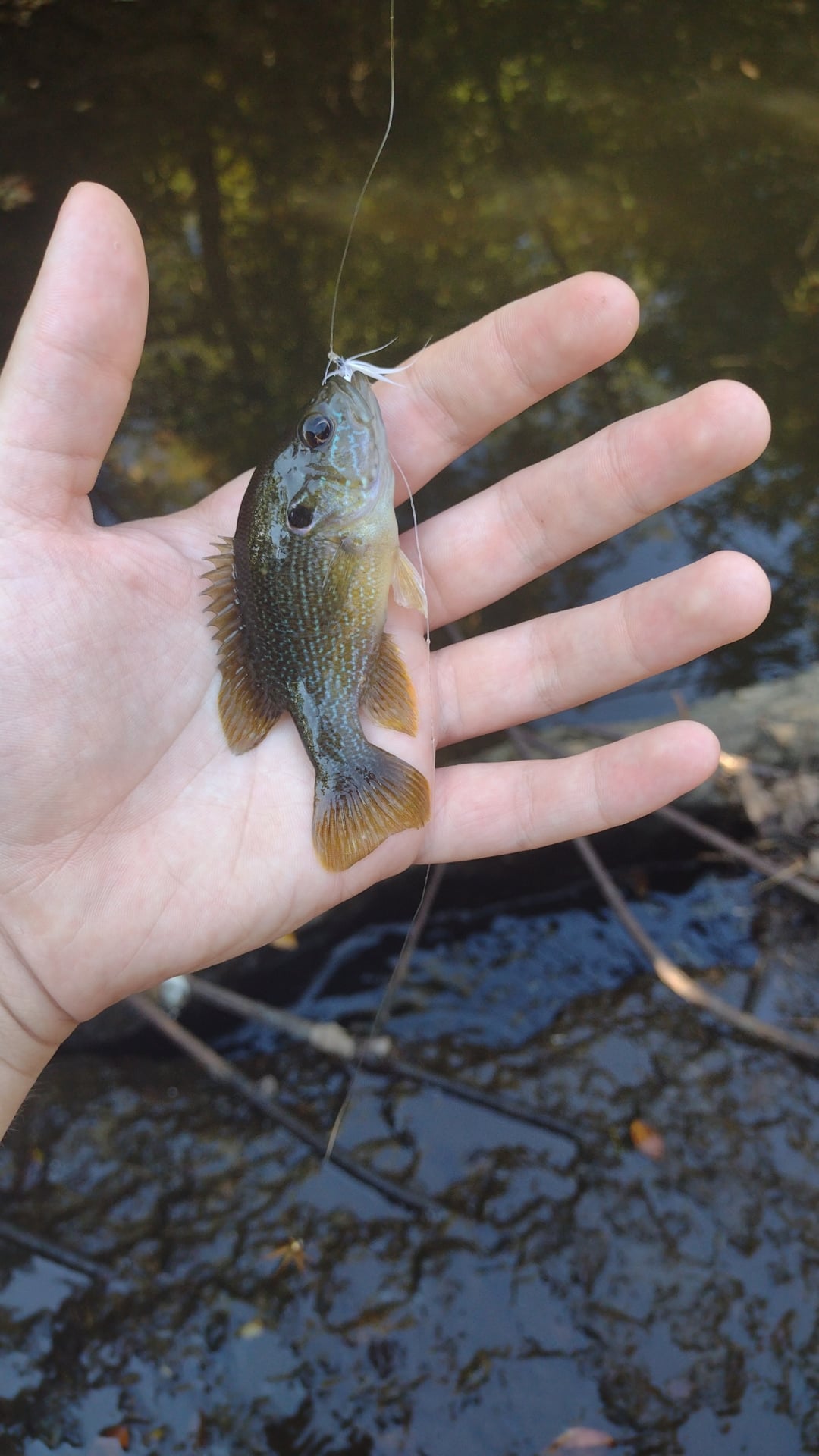Sunfish and my first creek chub - Flake Food