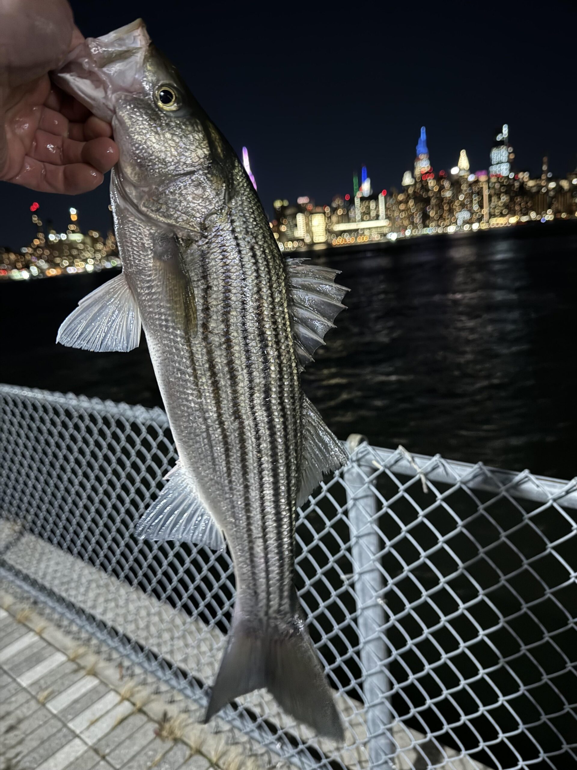 The schoolie stripers have arrived in NYC! - Flake Food