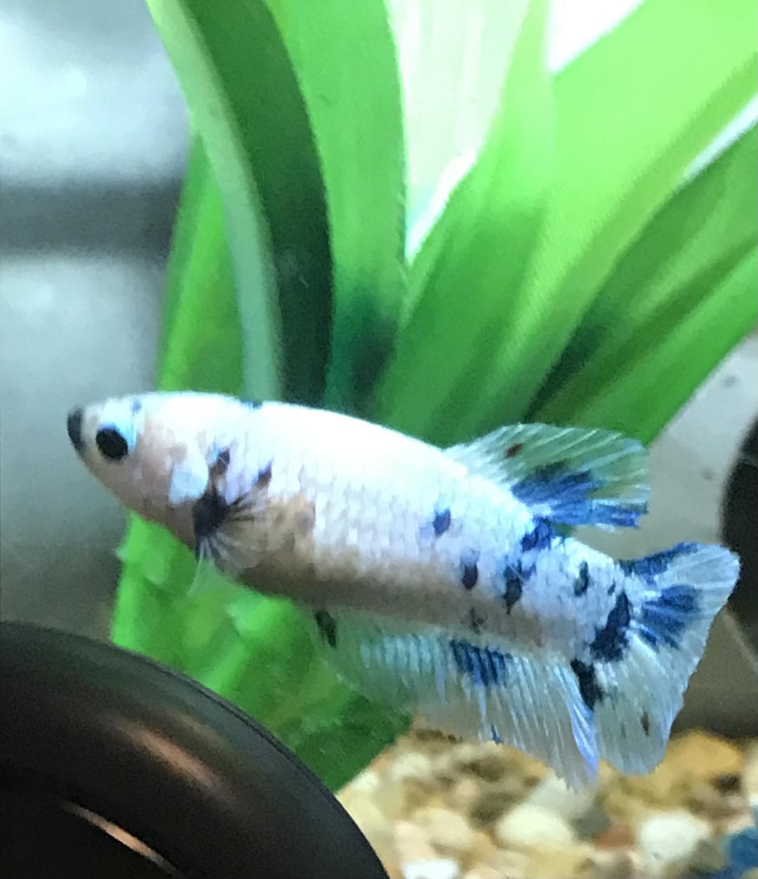 Betta Fish: Name ideas for this little lady? - Flake Food