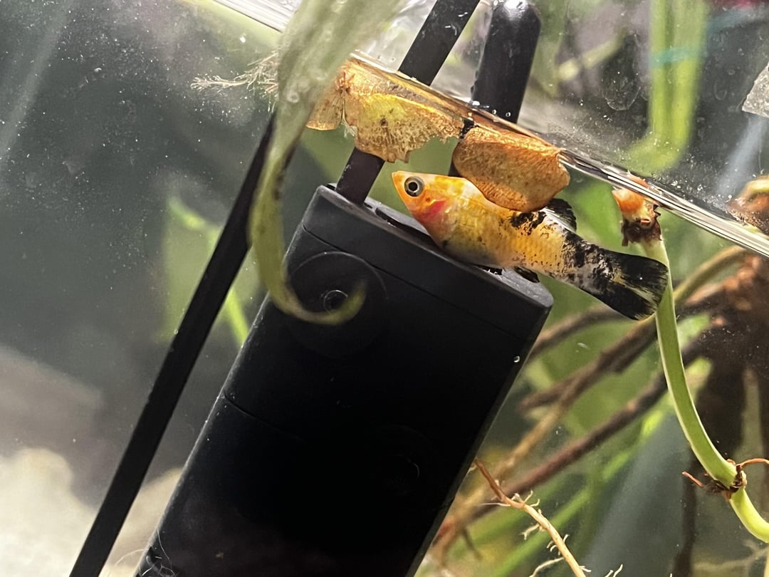 Aquariums: Weird fishy activity - Flake Food