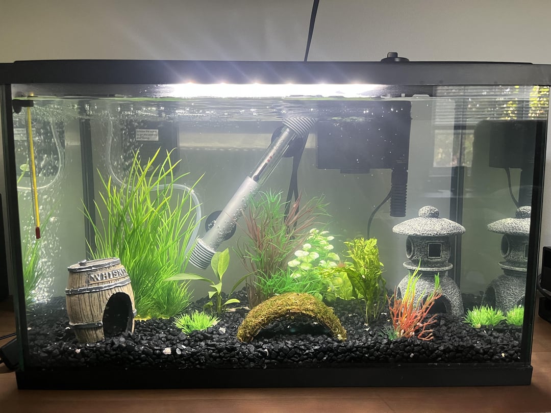 Aquariums: First ever tank, first ever cycle - Flake Food
