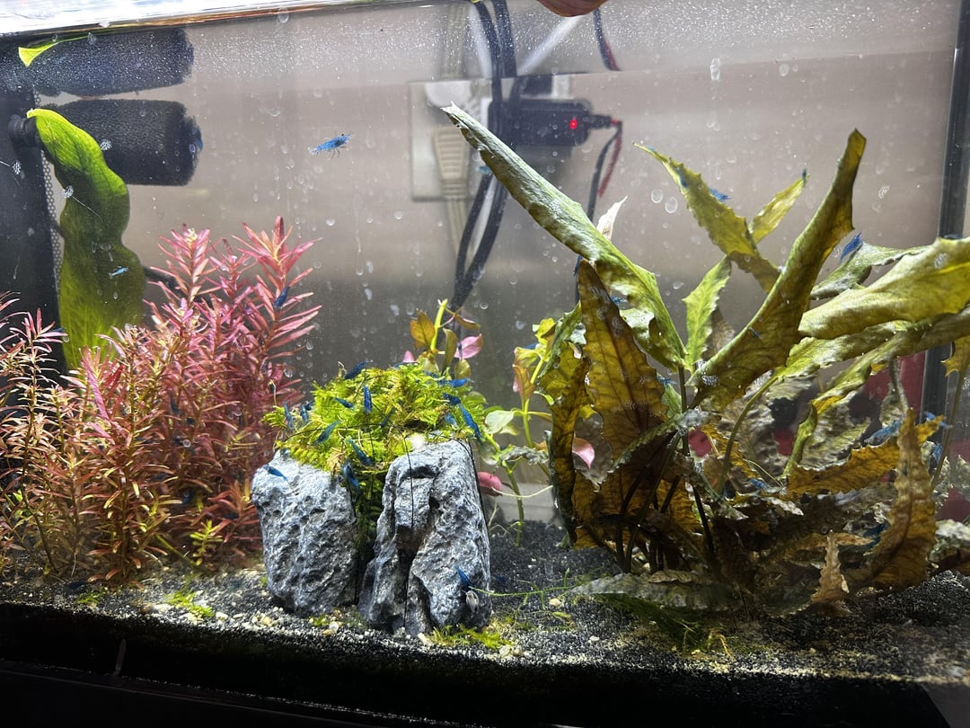 Aquariums: Shrimp love their Java Moss - Flake Food