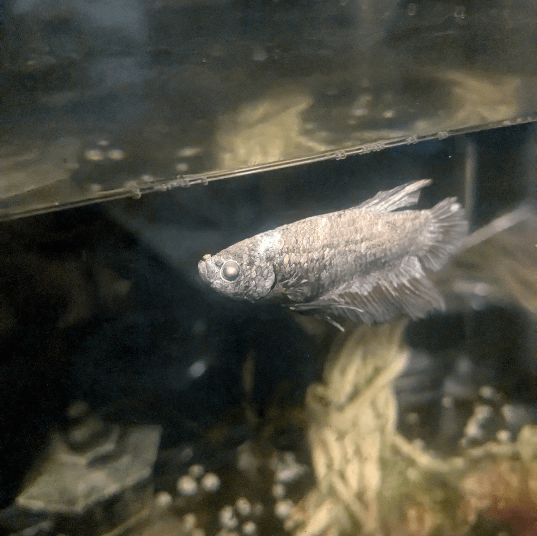 Betta Fish: Is it okay to introduce tankmates into a tank with a blind ...