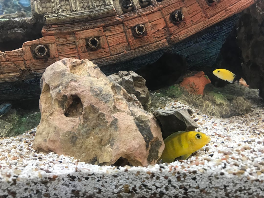 Aquariums: My favorite fish in our classroom aquarium - Flake Food