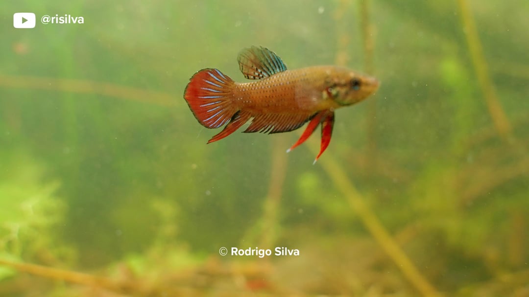 Betta Fish: Wild Betta splendens I photographed in the wild in Thailand - Flake Food