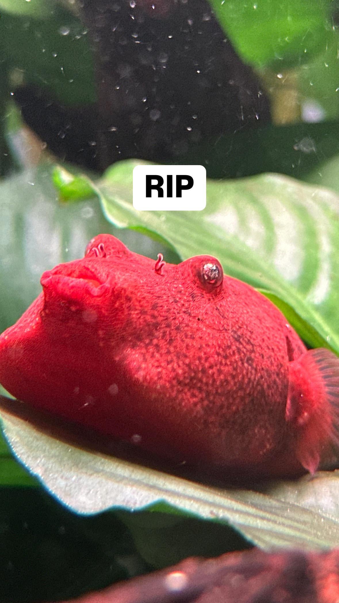 Aquariums: To those who have been following our journey. RIP REBOX ...