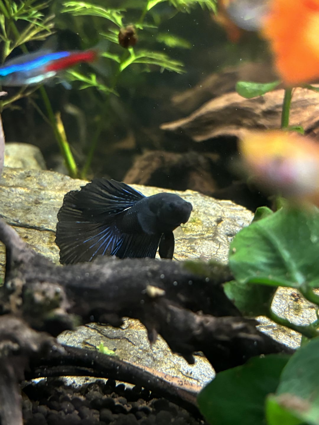 Betta Fish: Little guy has settled in - Flake Food