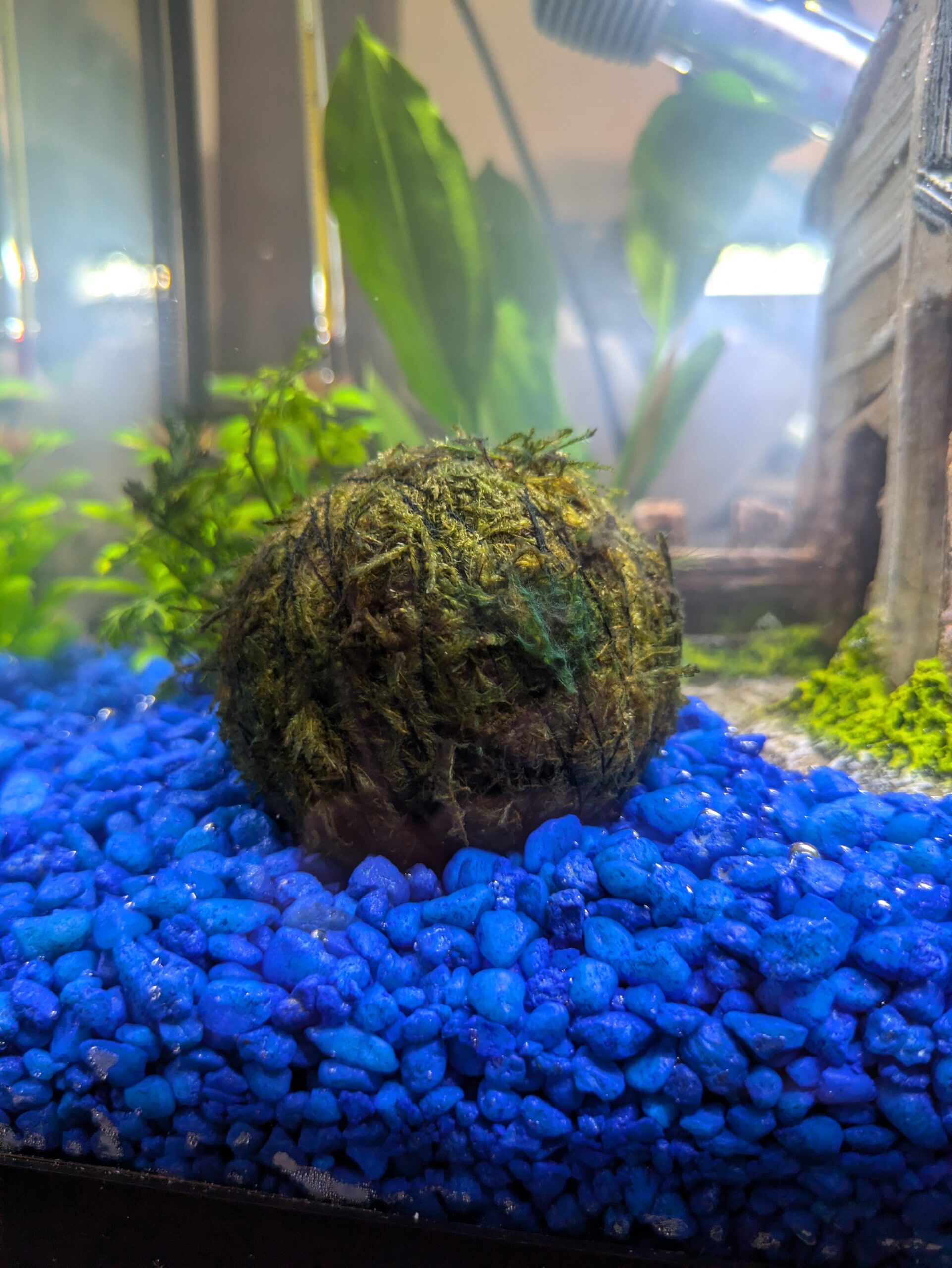 Aquariums: Moss Ball - Dead or Alive? - Flake Food