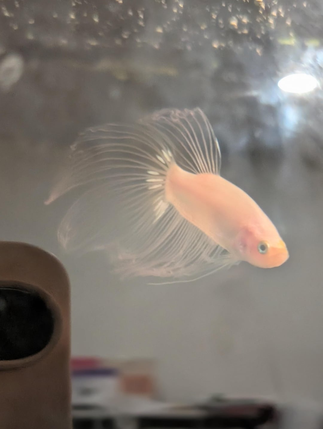 Betta Fish: My new transparent betta friend 🙂 - Flake Food