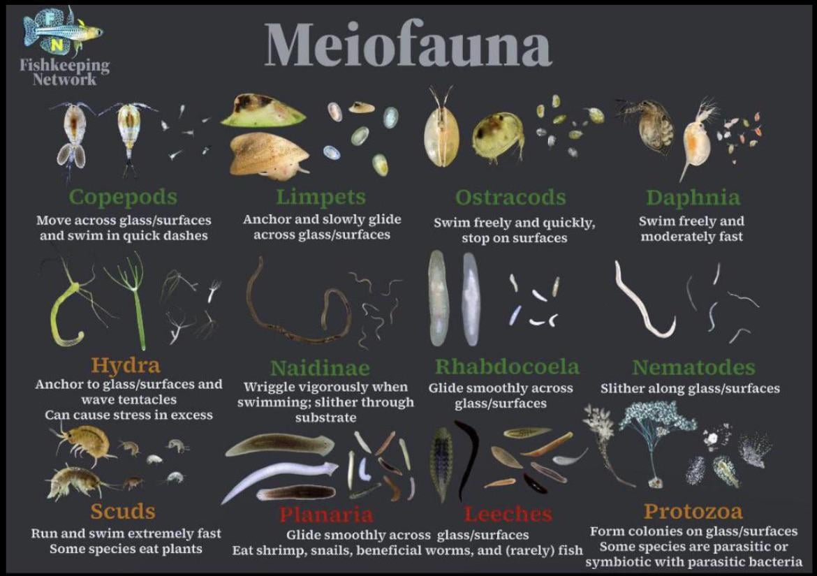 Aquariums: How to get meiofauna in your tank? - Flake Food