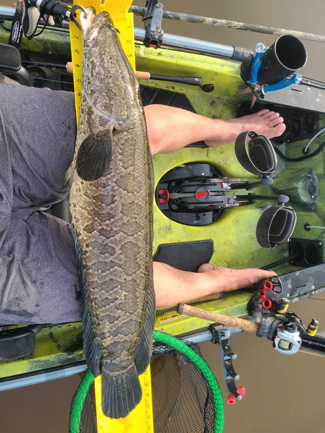 Daiwa Zillion Cracked Washer from Giant Snakehead and Blue Catfish ...