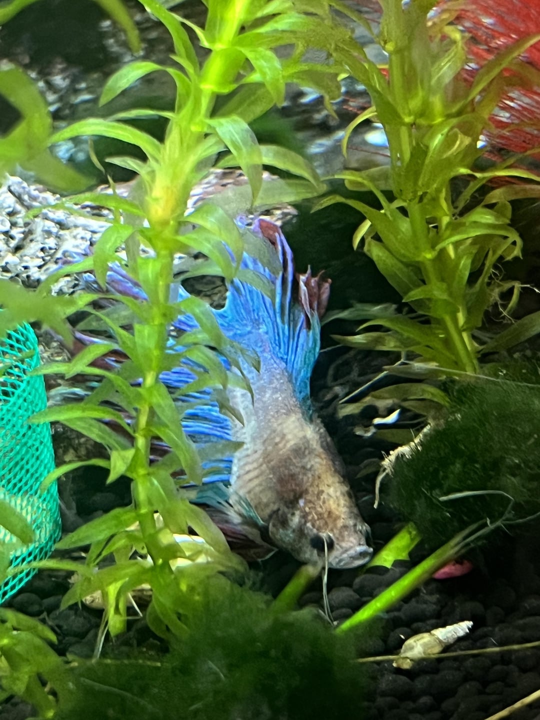 Betta Fish: please help, he is so bloated and his scales are pushed out ...