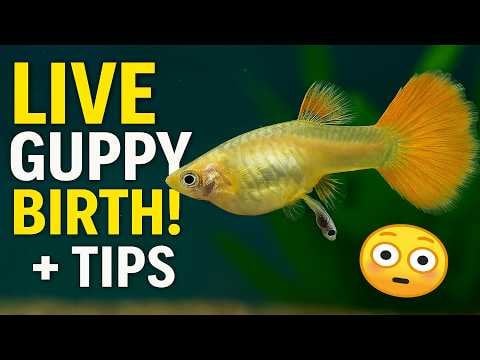 Guppy Fish Gives Birth on Camera! Baby Care & Pregnancy Tips - Flake Food