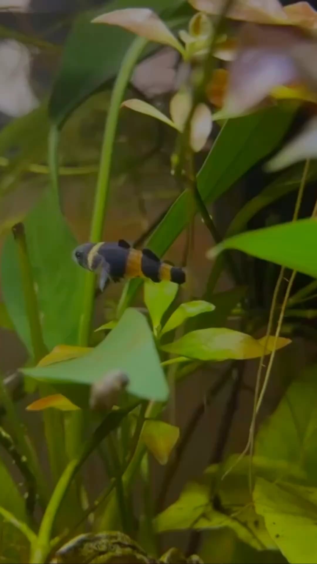 Aquariums: same goby, almost 3 years old! - Flake Food