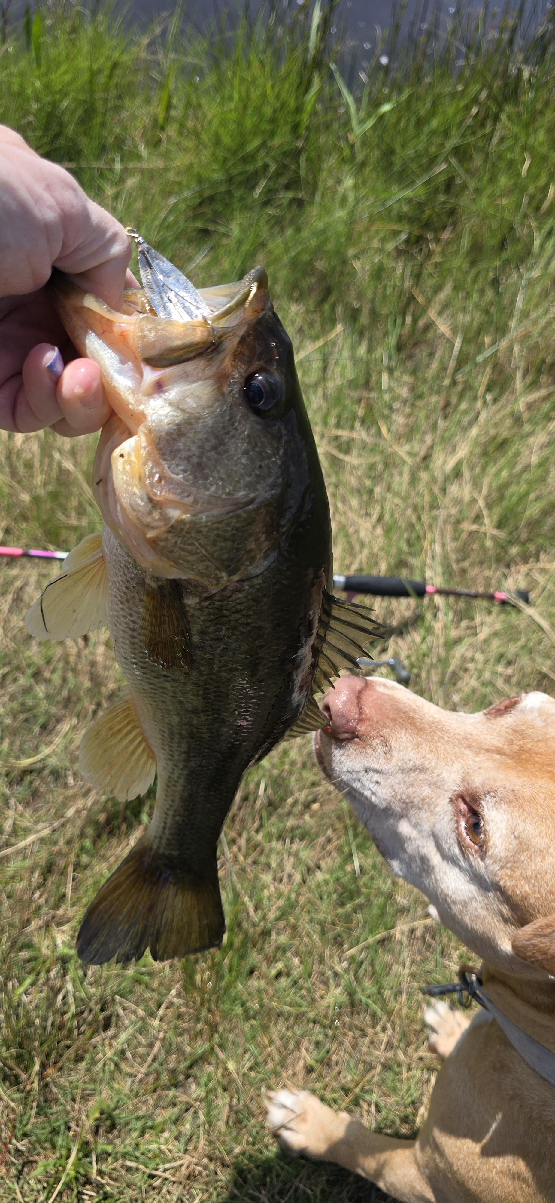 Dog Smells Bass - Flake Food