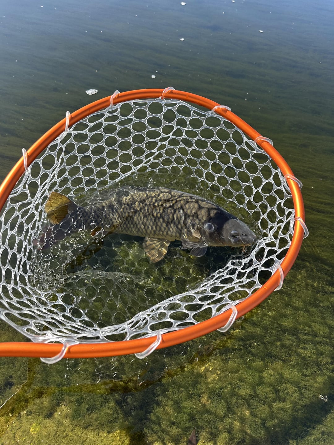 I FINALLY CAUGHT A CARP OUT OF THE LA RIVER!! - Flake Food