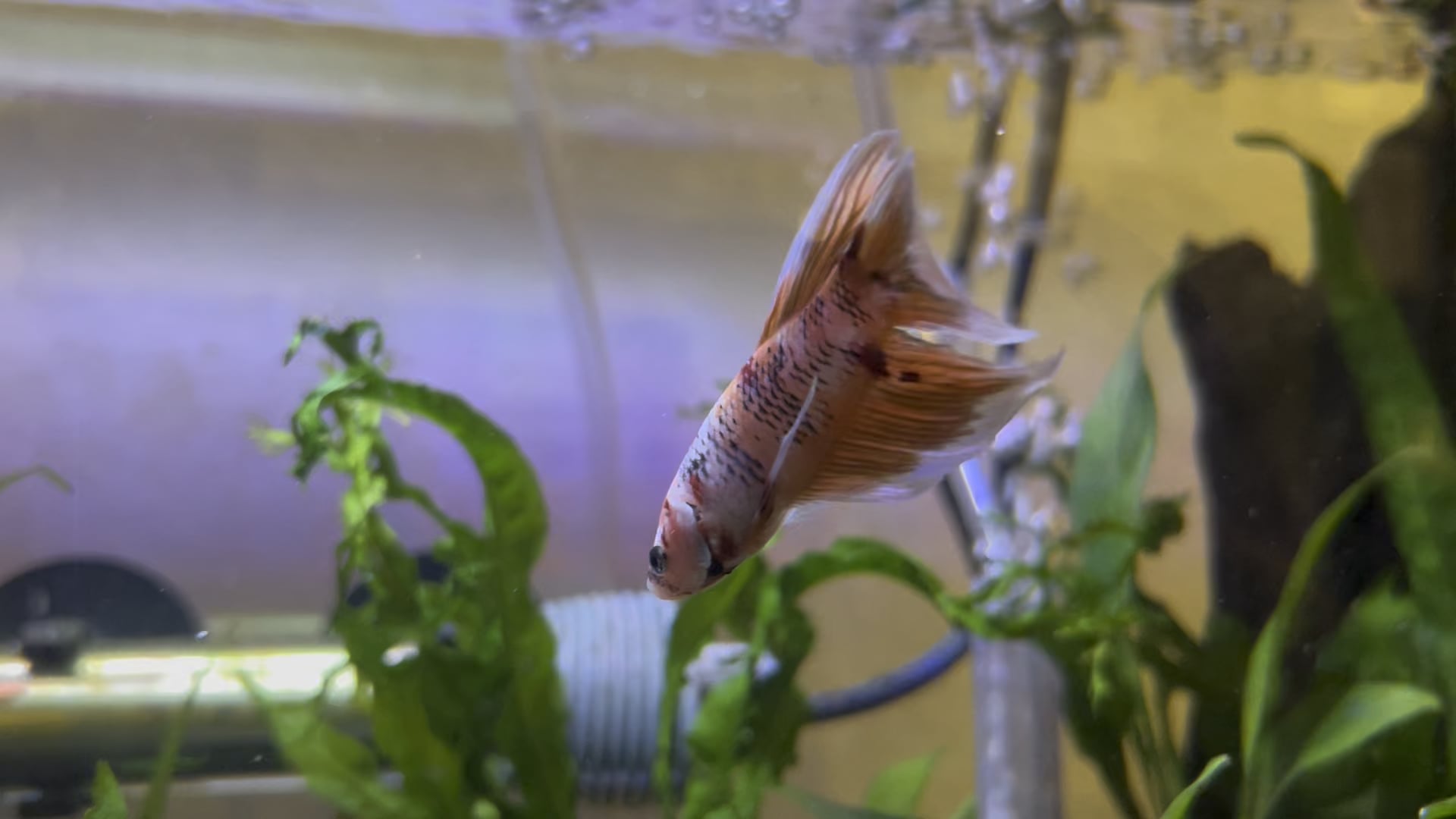 Betta Fish: Checking Out His New Home! - Flake Food