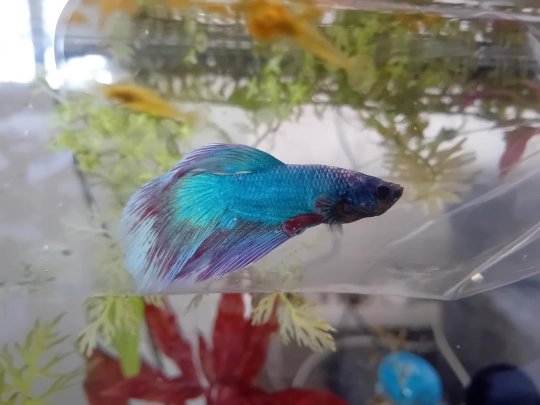Betta Fish: My first ever betta, Steve Minecraft - Flake Food