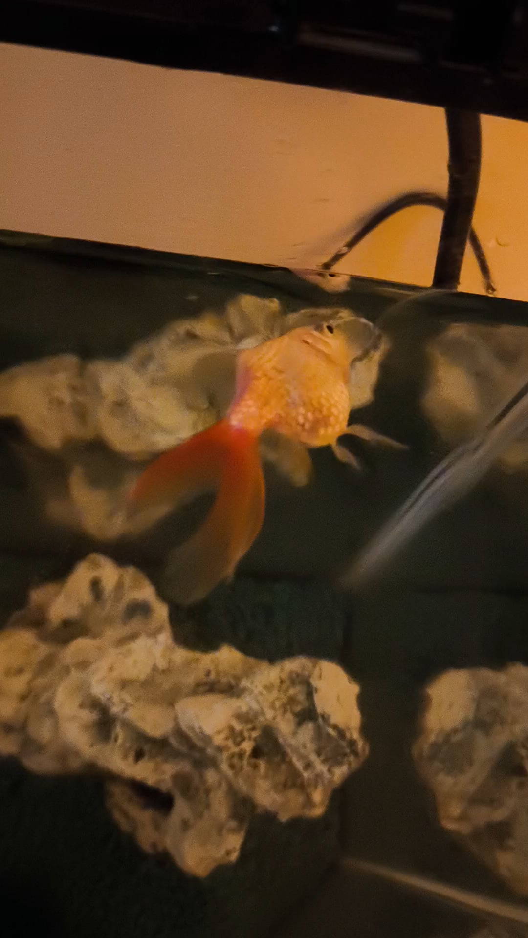 Aquariums: Why is he swimming like that? One of my cousin's fish Have ...