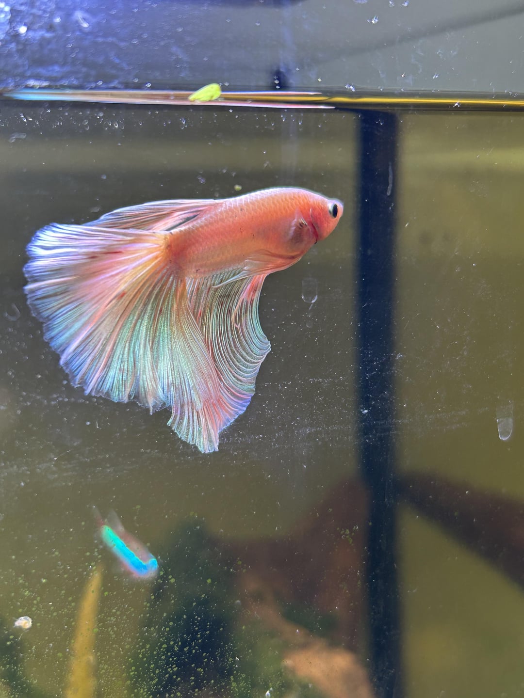 Betta Fish: I think I’m officially done with getting bettas…. - Flake Food