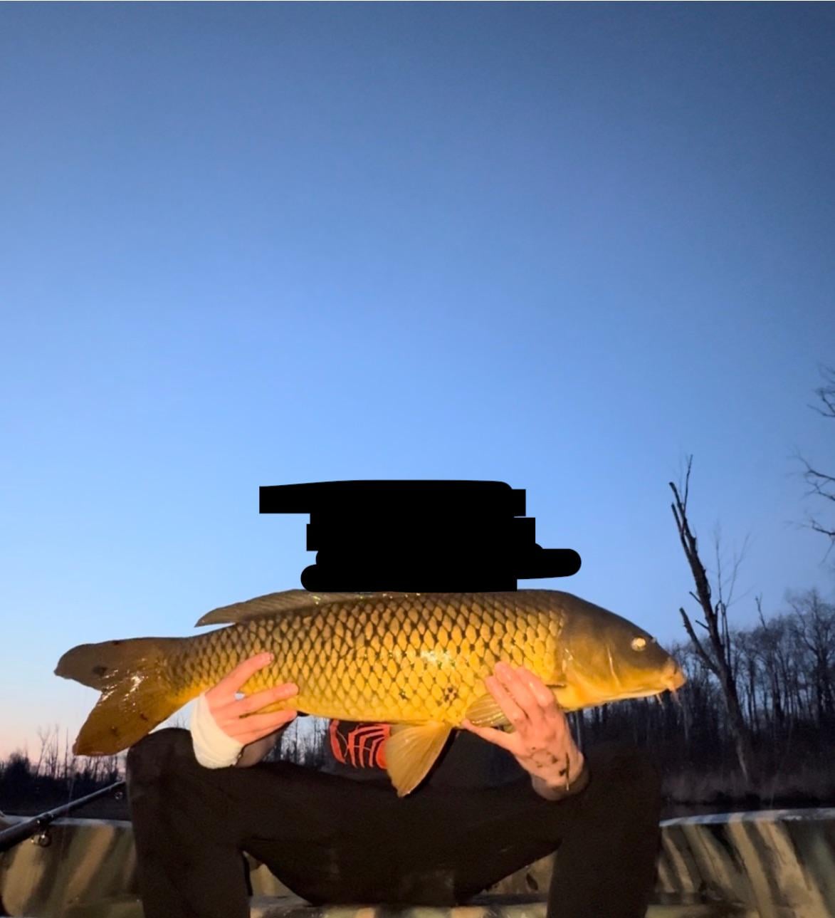 How do I catch carp? - Flake Food