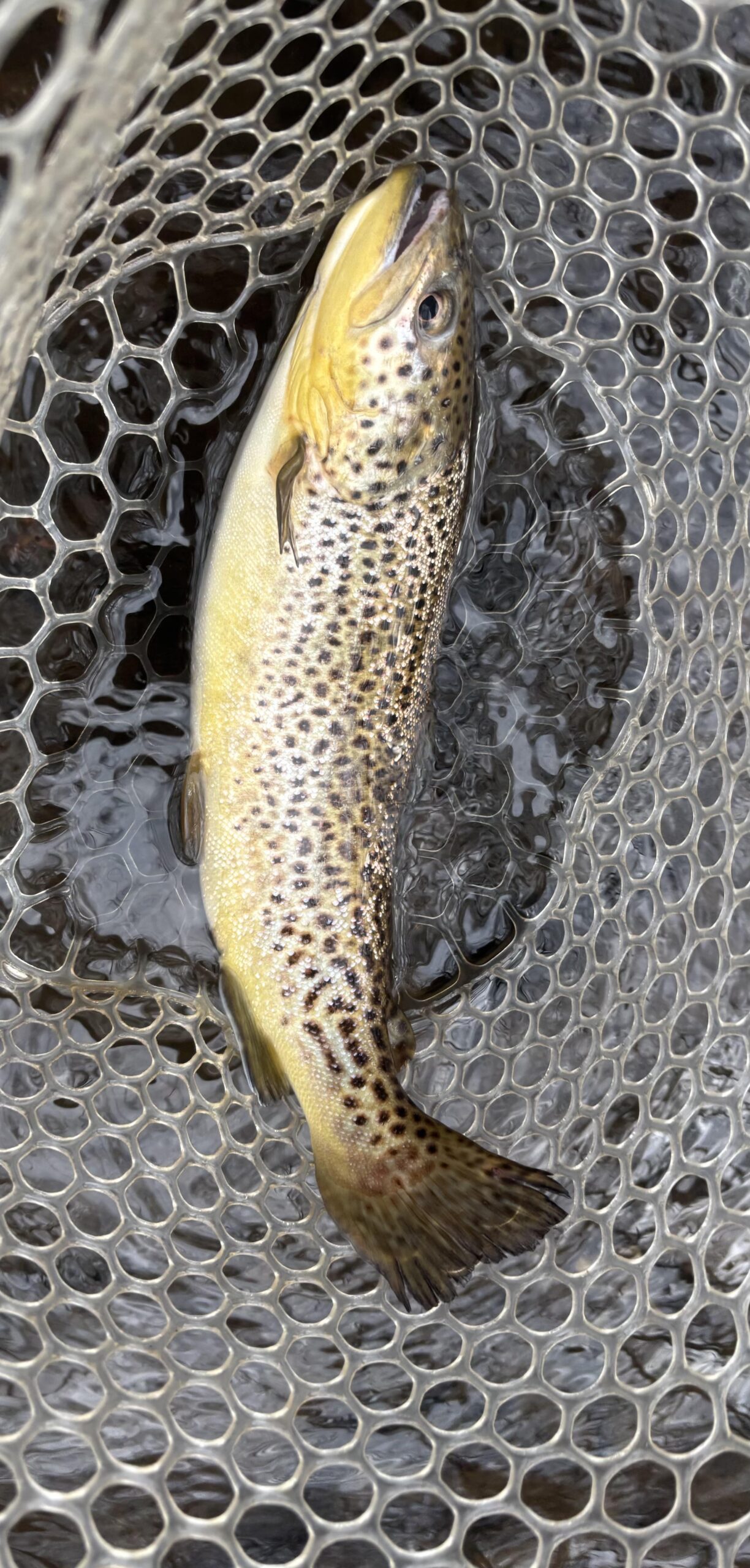 Drifting worms in rivers for trout - Flake Food