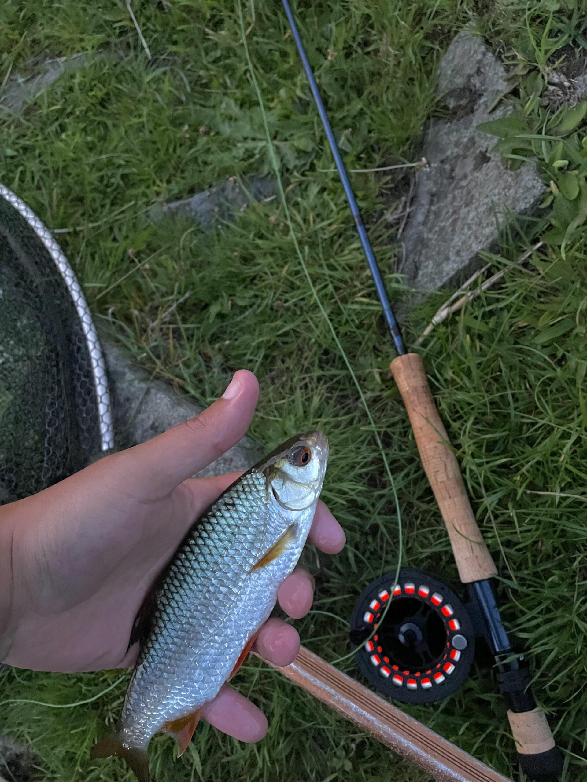 First ever roach on the fly - Flake Food