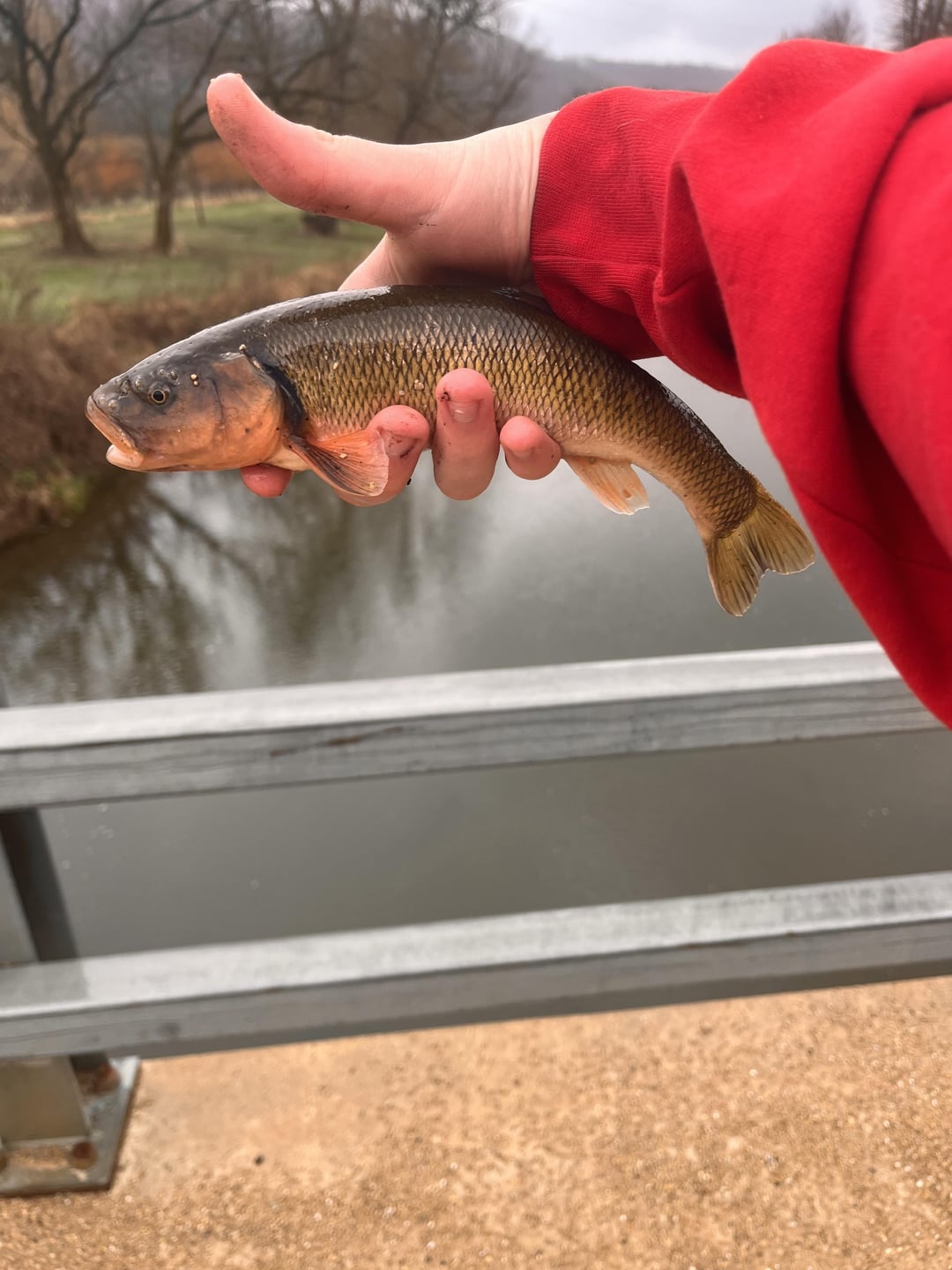Big ass creek chubs + a large common shiner - Flake Food