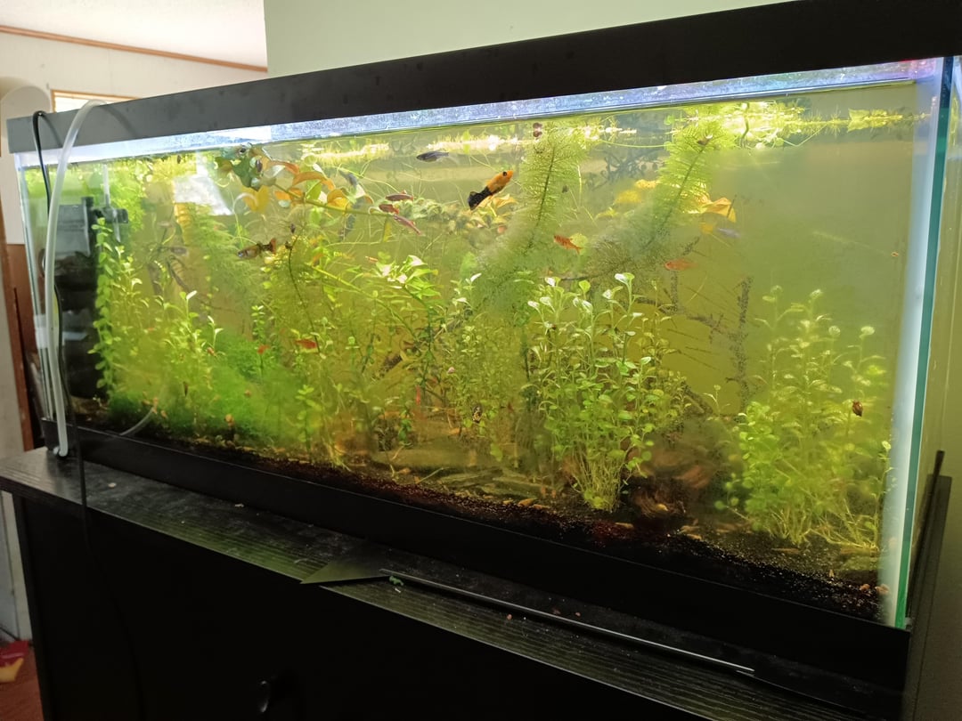 Aquariums: My first ever aquarium is almost a year old, how did I do ...