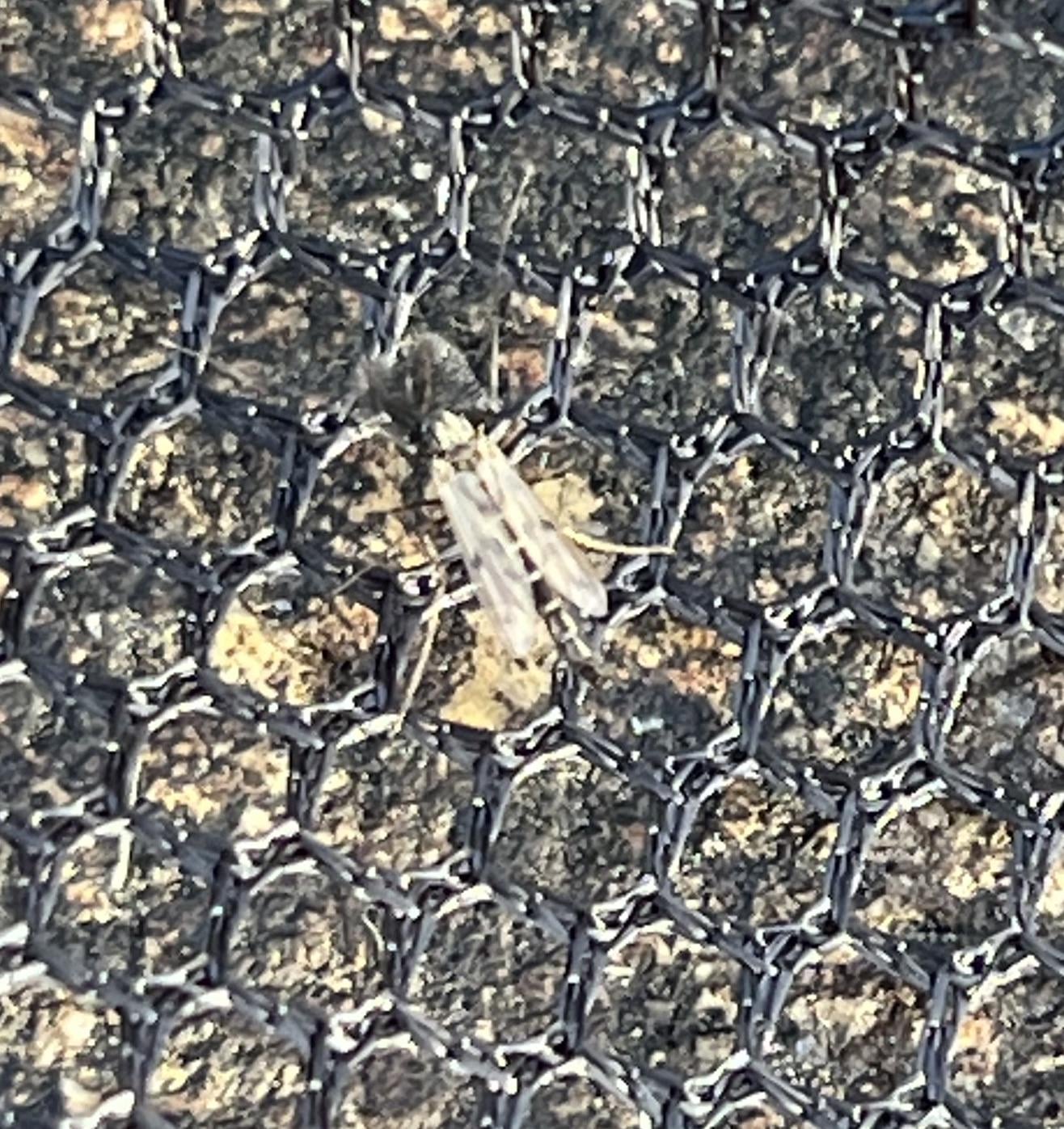 Help me identify this guy? - Flake Food