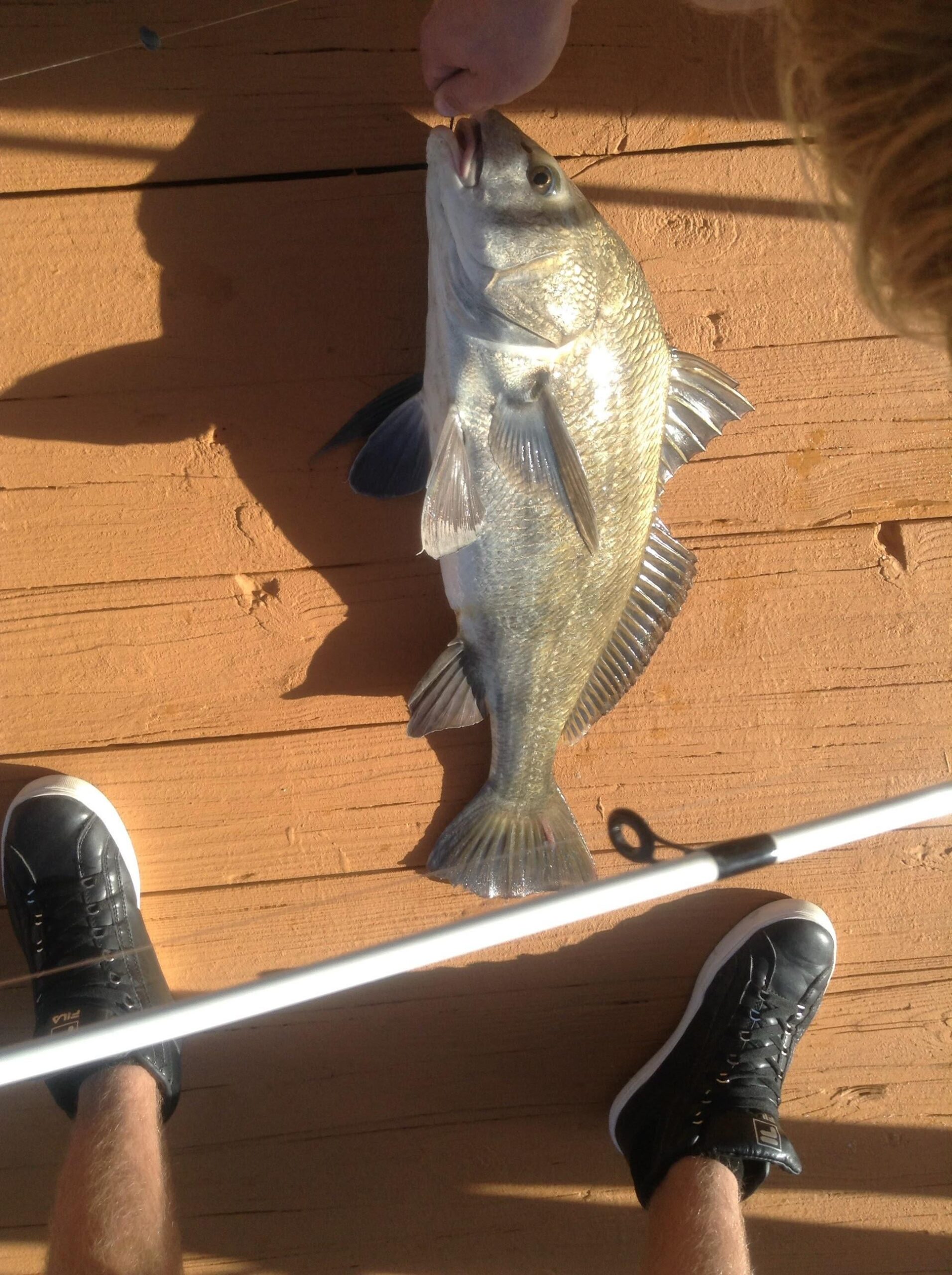 Can someone help me ID this fish? - Flake Food