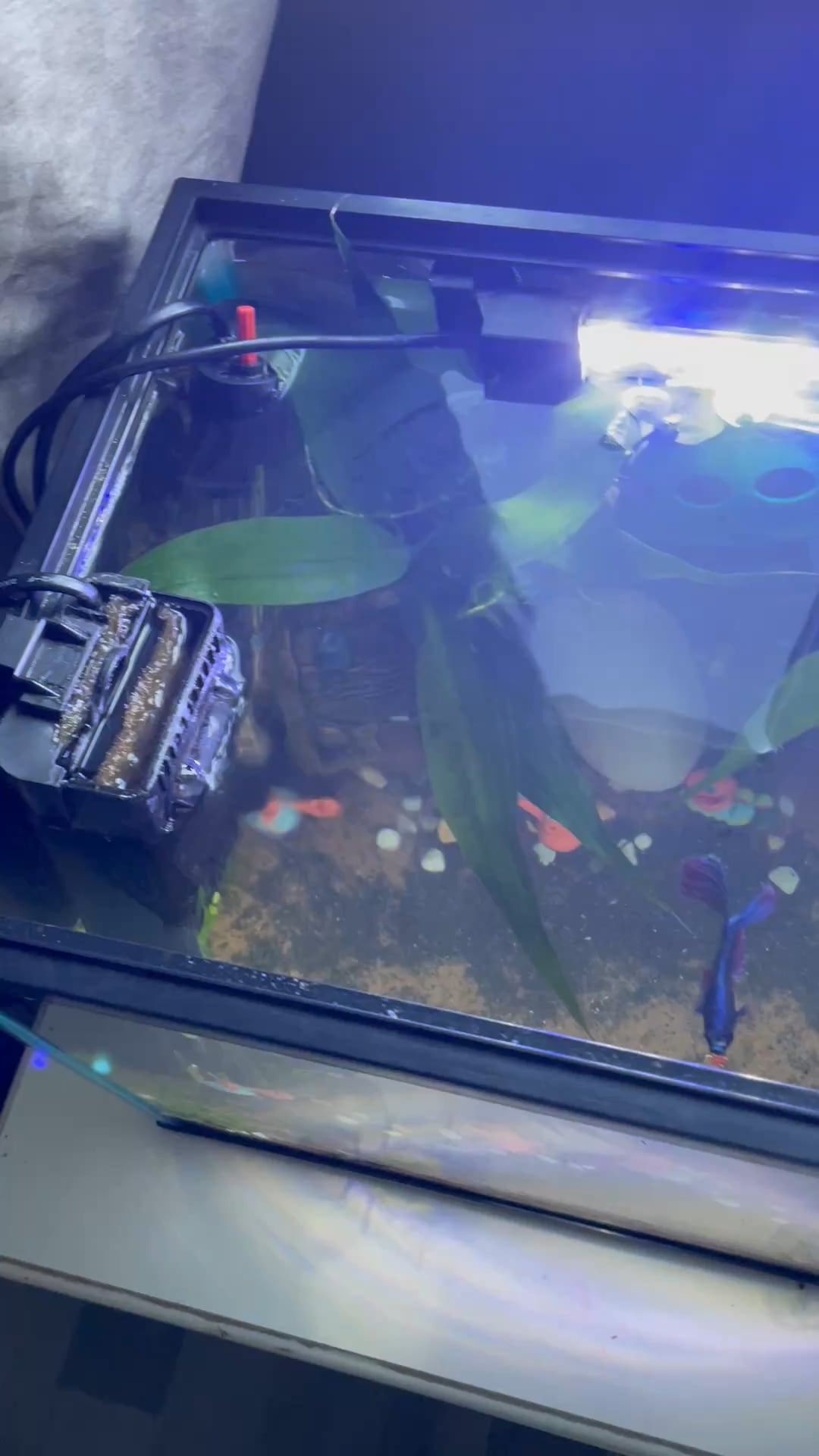 Betta Fish: My amanos are way too comfortable around my betta! - Flake Food