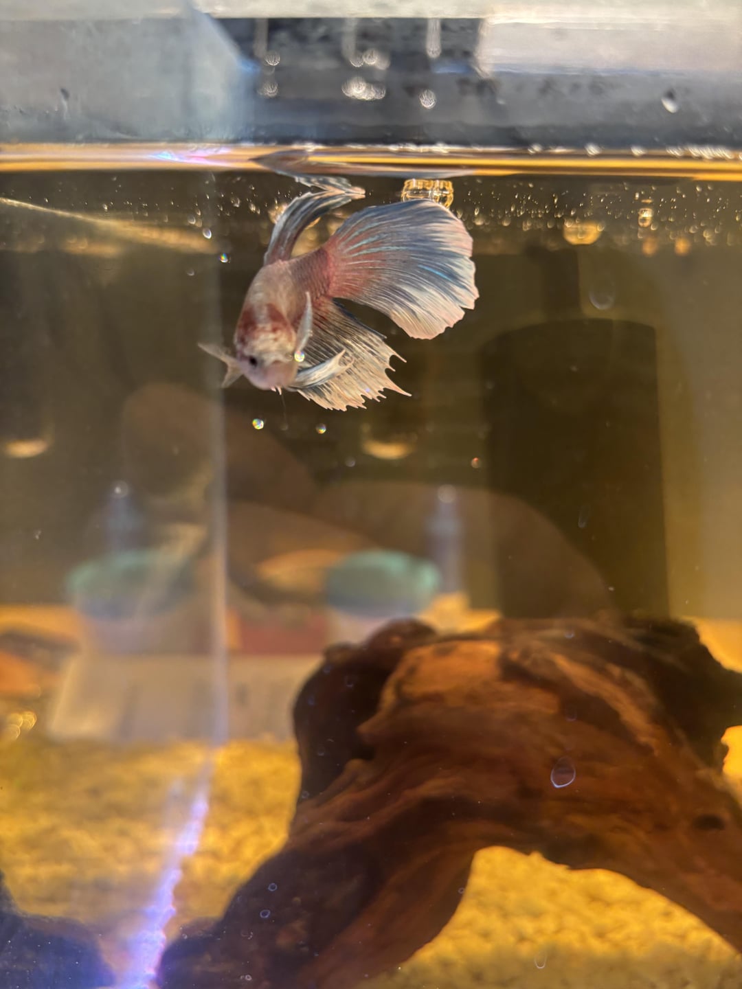 Betta Fish: my pretty girl needs plants! - Flake Food
