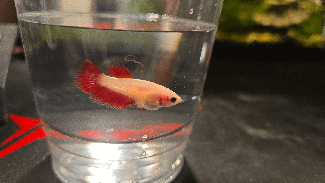 Betta Fish: Is she just bloated, or is it something else? - Flake Food