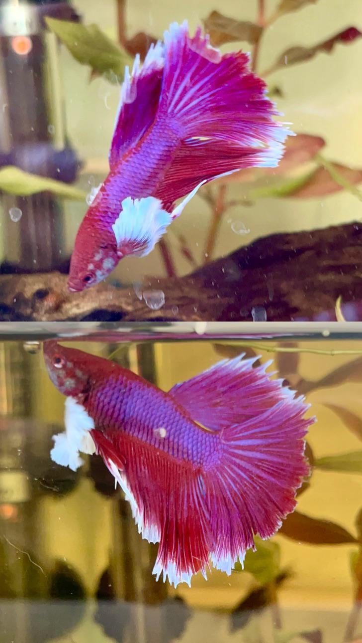 Betta Fish: Bottom photo I took today. Is the fin rot gone? This is a ...
