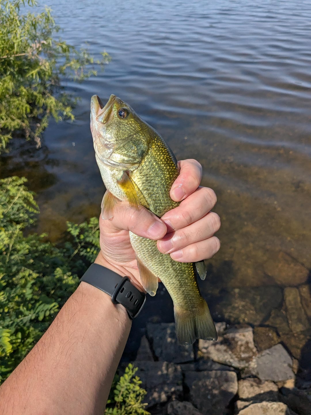 First fish! What is it? - Flake Food