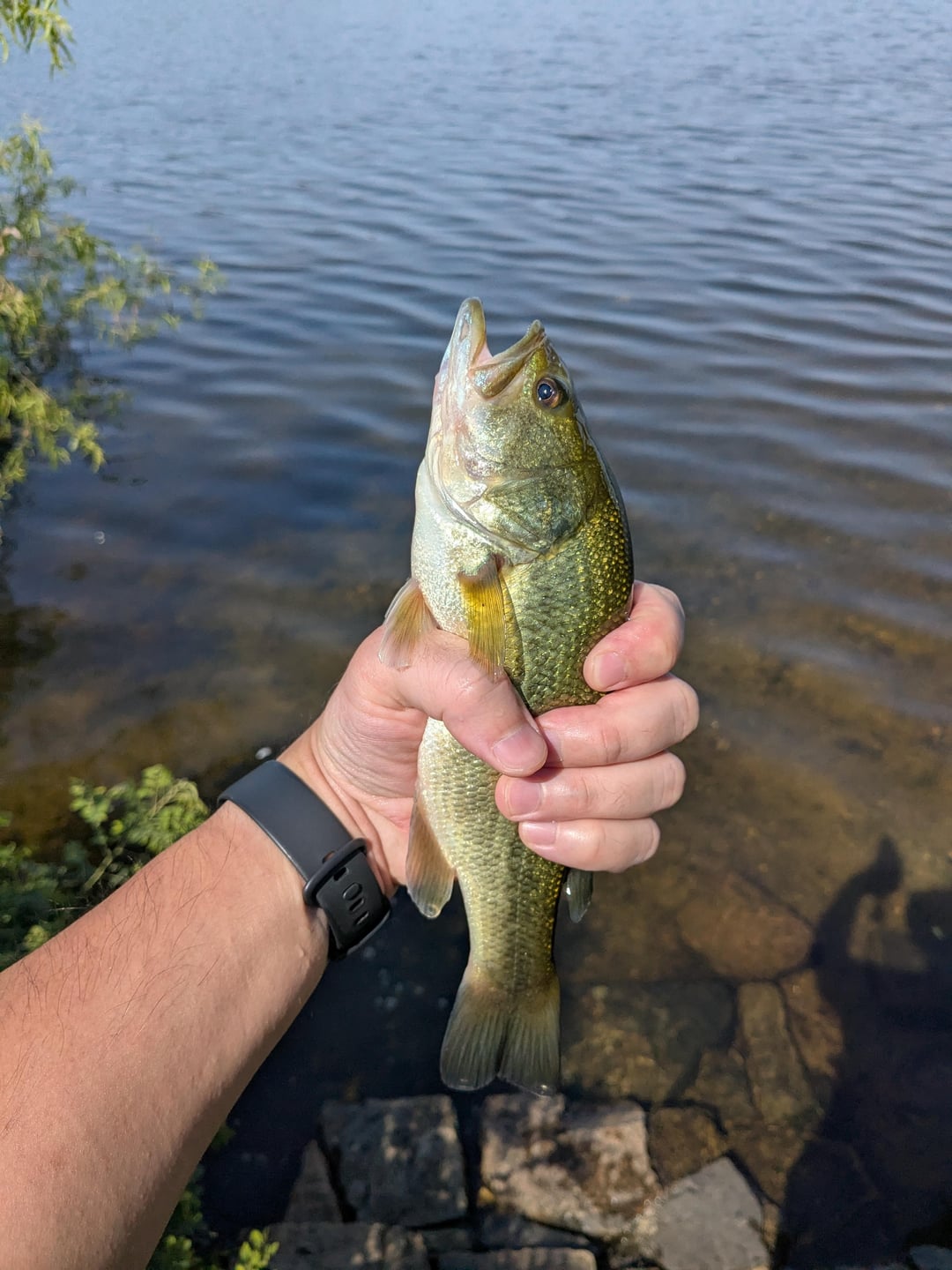 First fish! What is it? - Flake Food