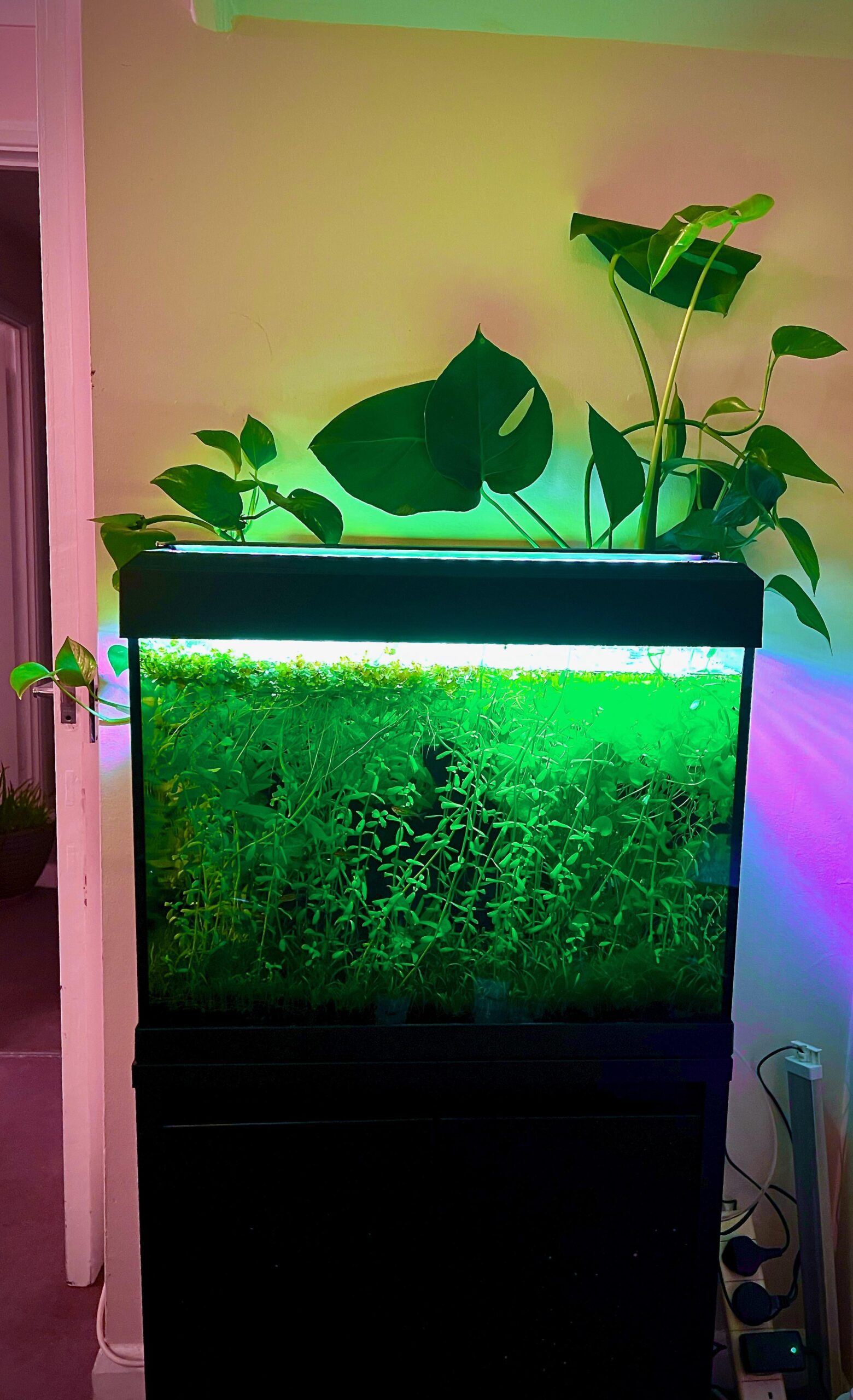 Aquariums: What a Fully Grown Planted Tank Actually Looks Like - Flake Food