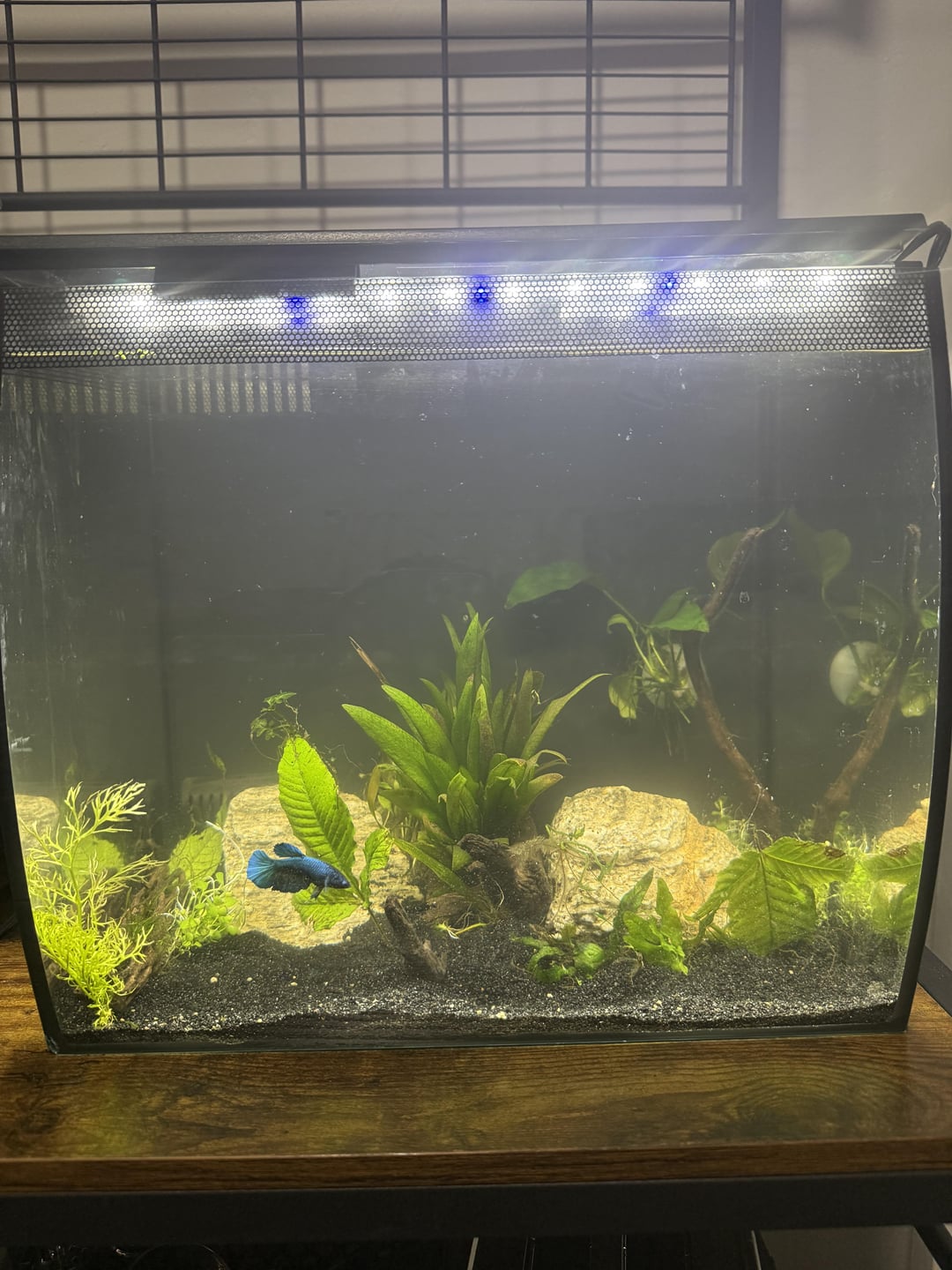 Betta Fish: Not bad for a Betta tank ? - Flake Food