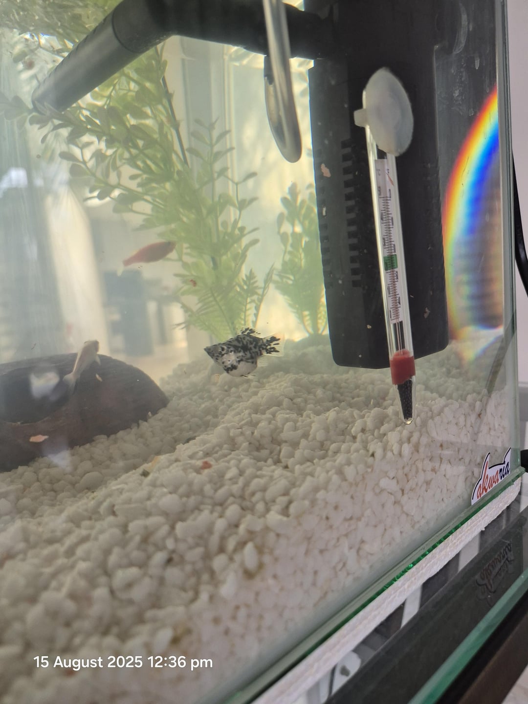 Aquariums: Pregnant molly with white poop? - Flake Food
