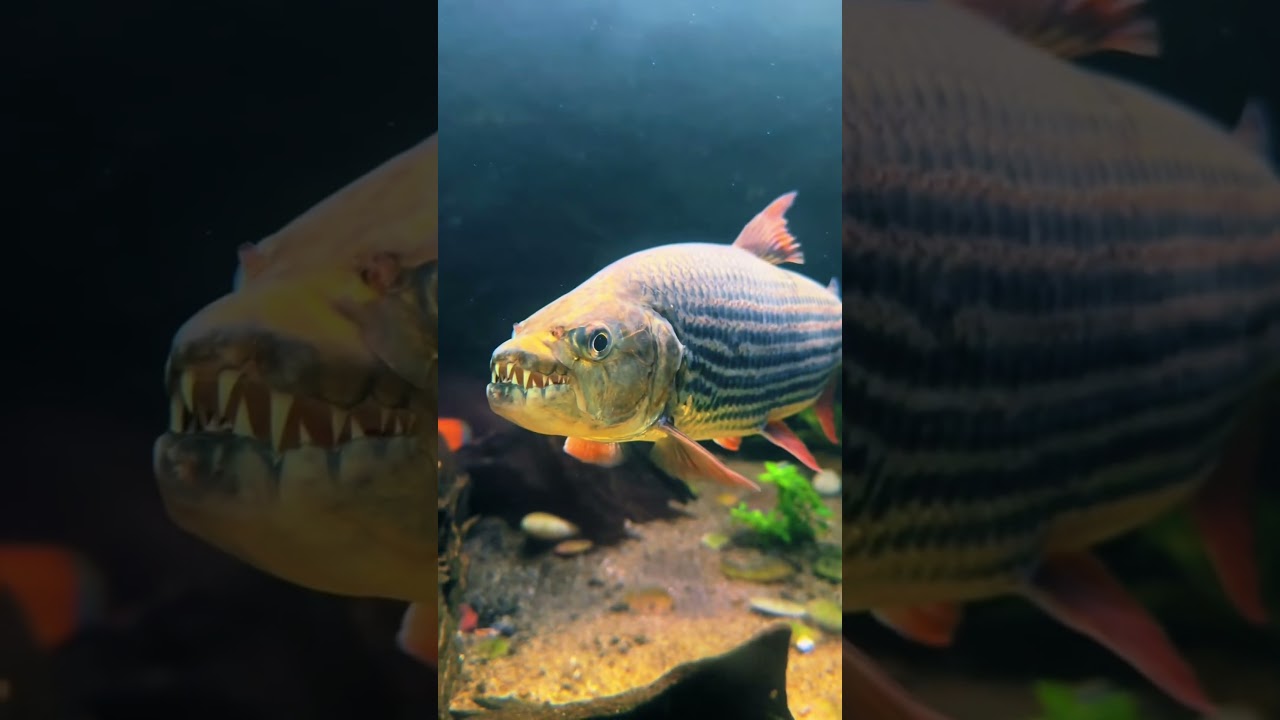 Aquariums: Top 5 Exotic Freshwater Predator Fish for an Aquarium ...