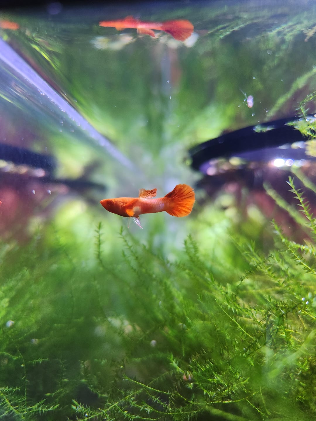 Aquariums: Long live Ron the Orange King! Rest now, accomplished father ...