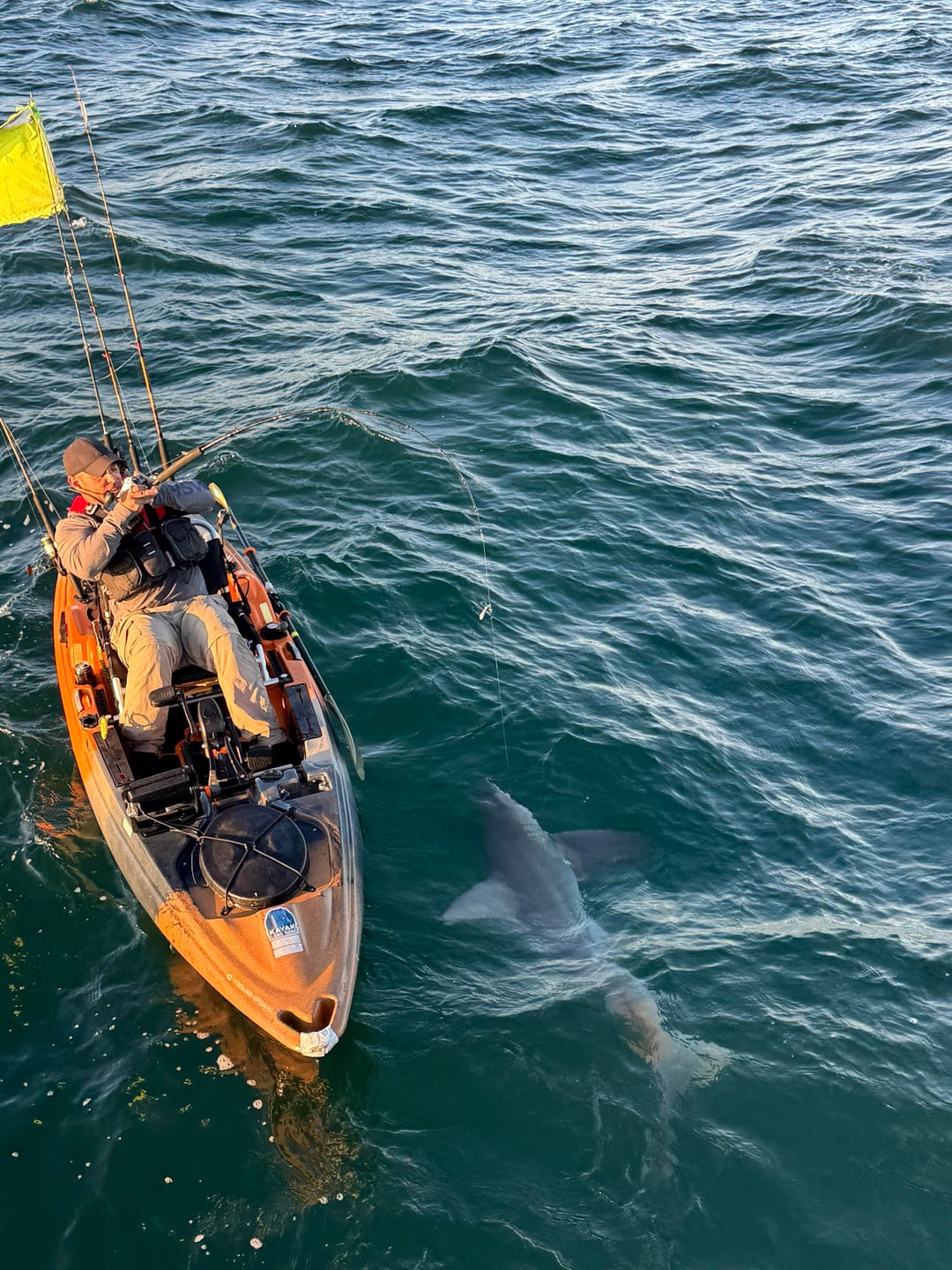 This sandbar shark towed me around for 2 hours yesterday, gave him a ...