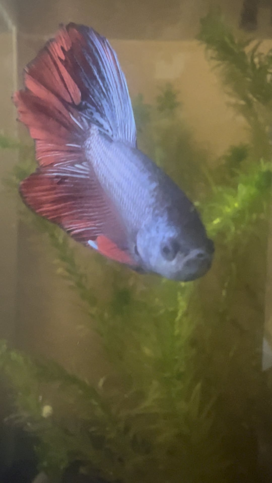 Betta Fish: What kind of betta is this pretty guy? - Flake Food