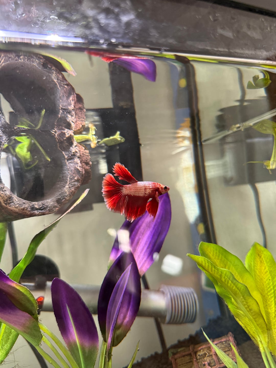 Betta Fish: New betta - Flake Food