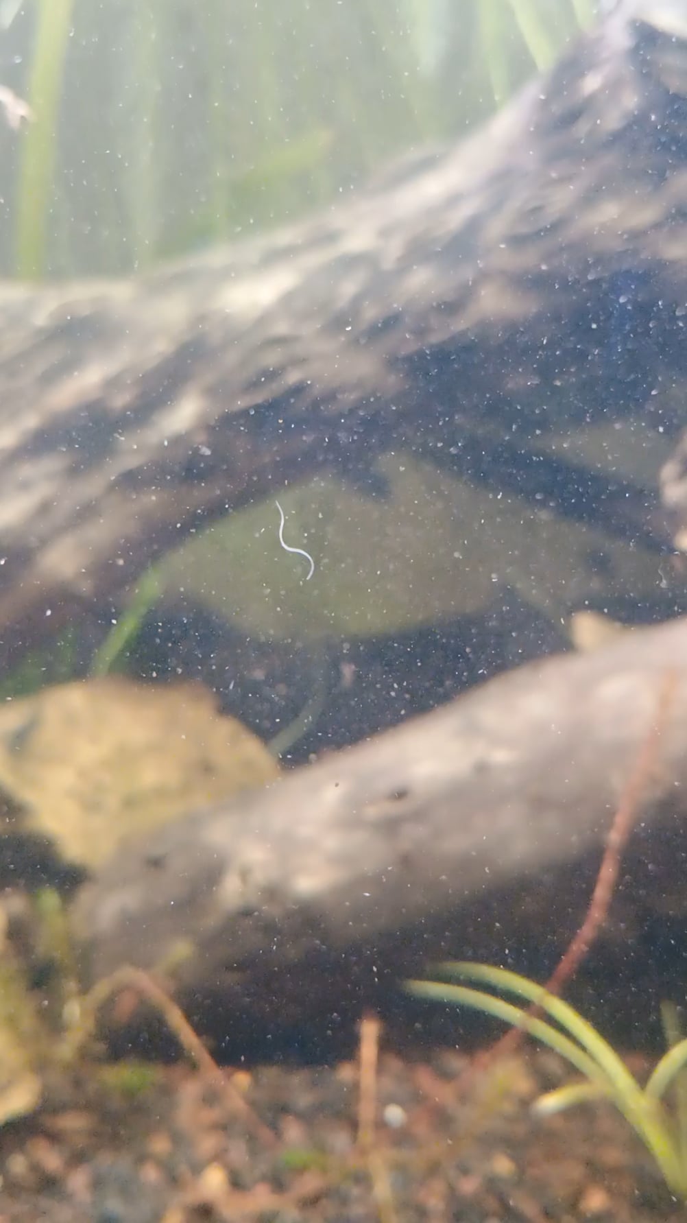 Aquariums: Is this a detritus worm or something else? - Flake Food