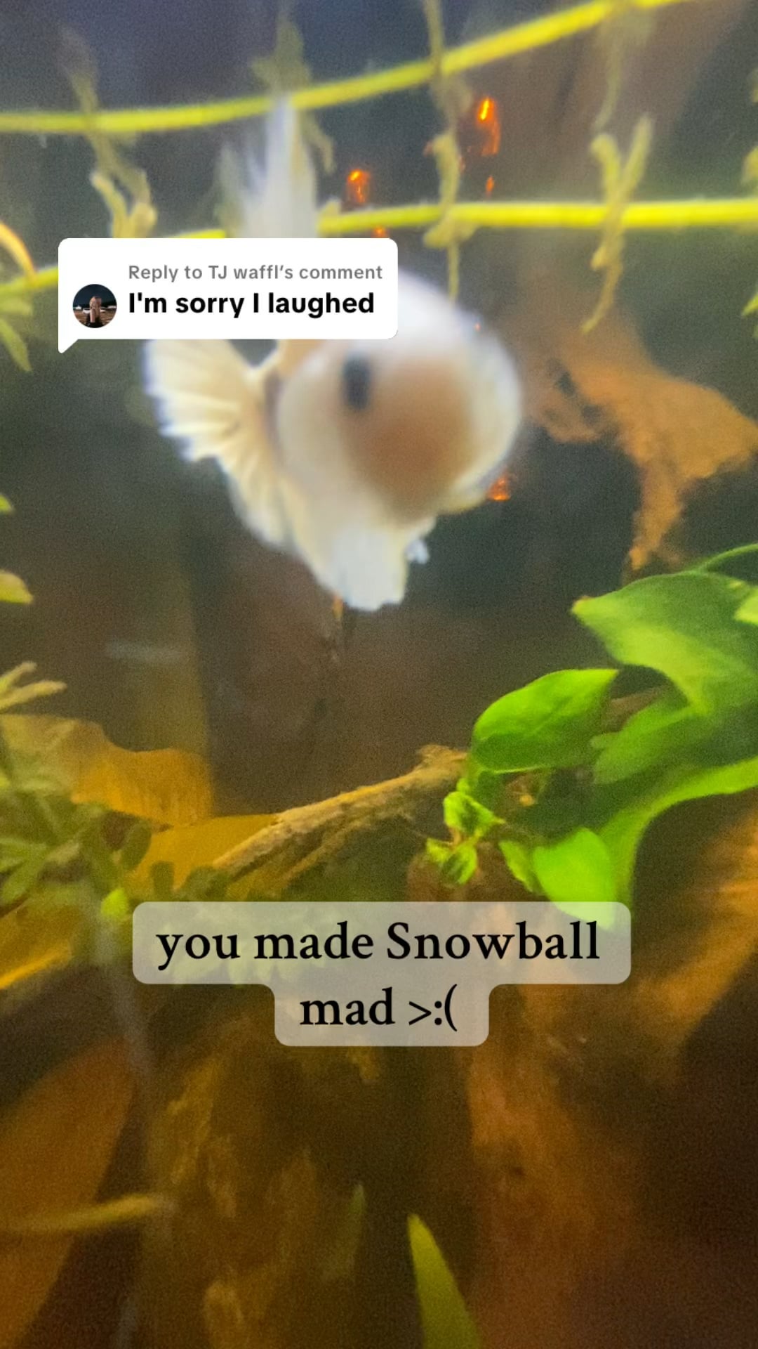Betta Fish: you made snowball the betta mad >:( - Flake Food